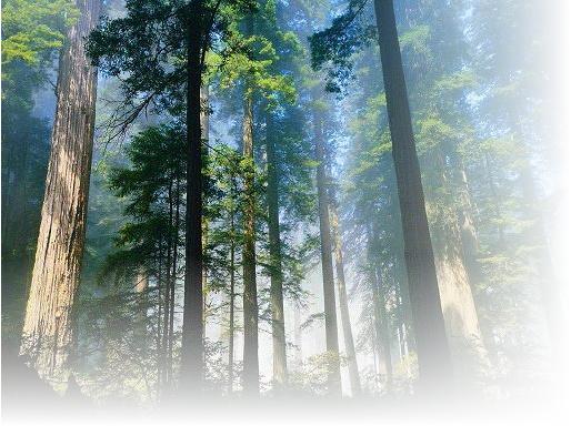 Home | LumberTrack Online